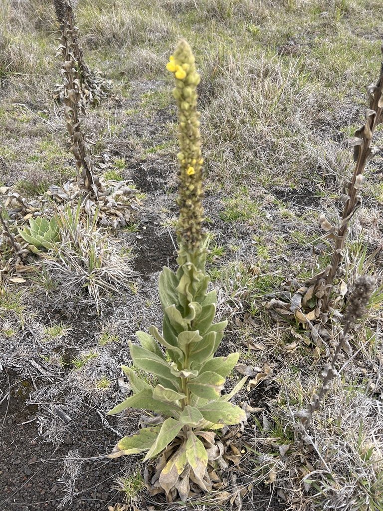 great mullein from Hawaiʻi, Holualoa, HI, US on April 6, 2024 at 02:55 ...