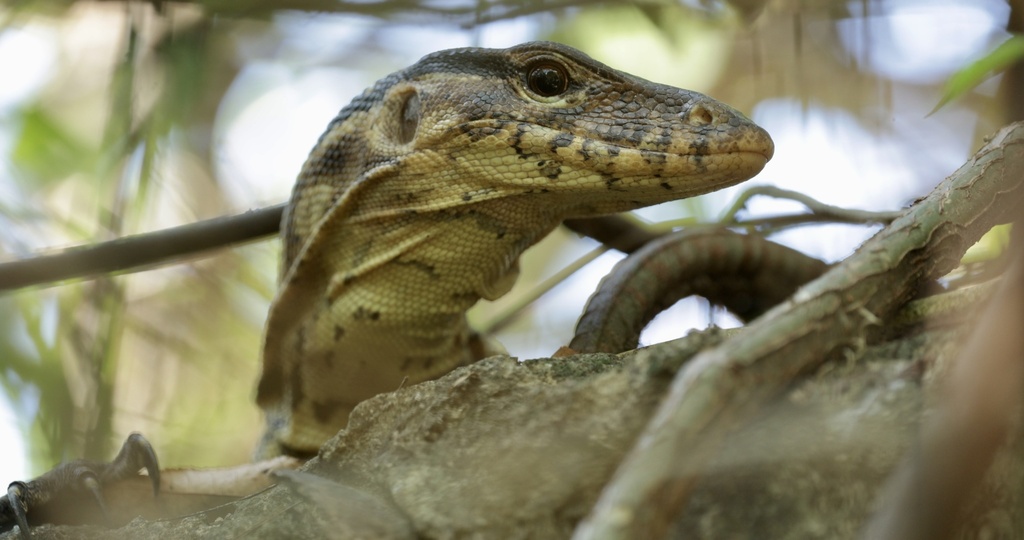 Samar water monitor from Panglao, Dauis, Bohol, PH on March 17, 2024 at ...