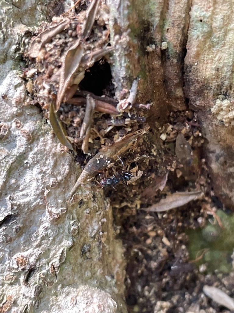 Pony Ants in April 2024 by Alex Pintsen JIN · iNaturalist
