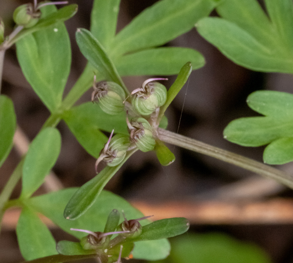 harbinger of spring from Harford County, MD, USA on April 6, 2024 at 01 ...