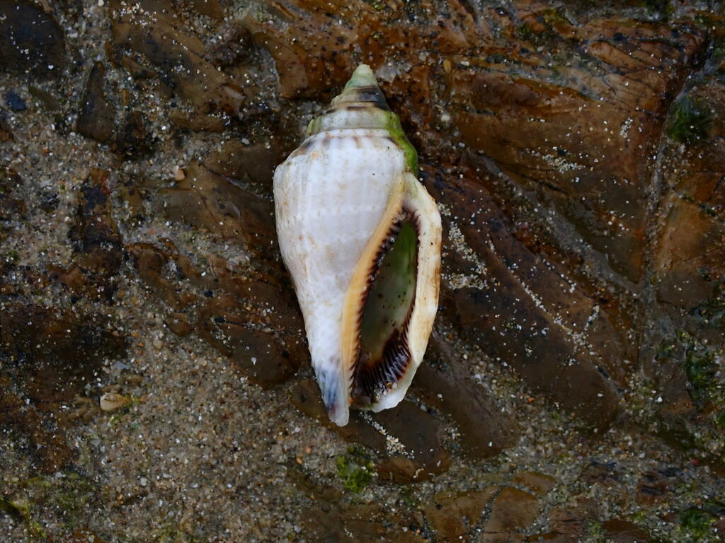 micro conch from Woolgoolga NSW 2456, Australia on April 6, 2024 at 01: ...