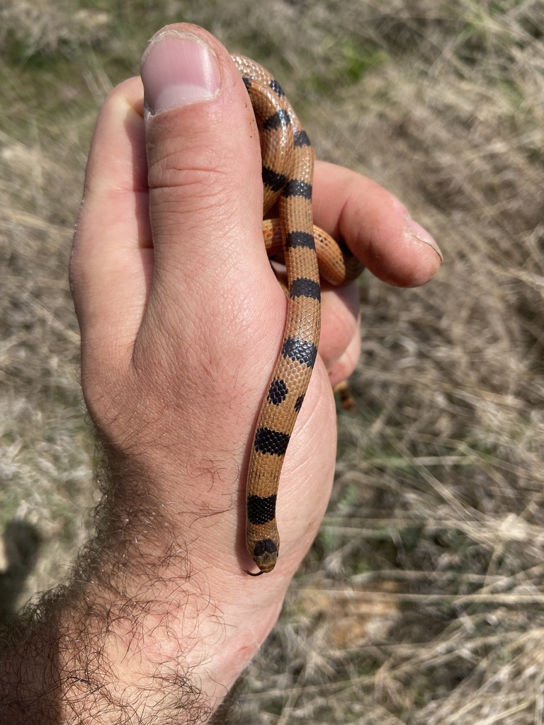 Great Plains Ground Snake in April 2024 by ethanroyal · iNaturalist