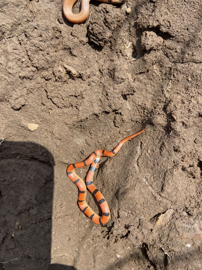 Great Plains Ground Snake in April 2024 by ethanroyal · iNaturalist