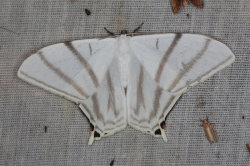 Therinia diffguyana · iNaturalist
