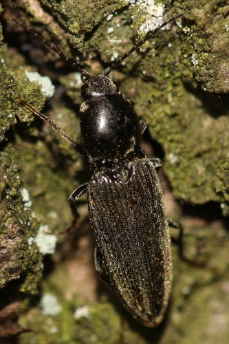Genus Dicronychus · iNaturalist