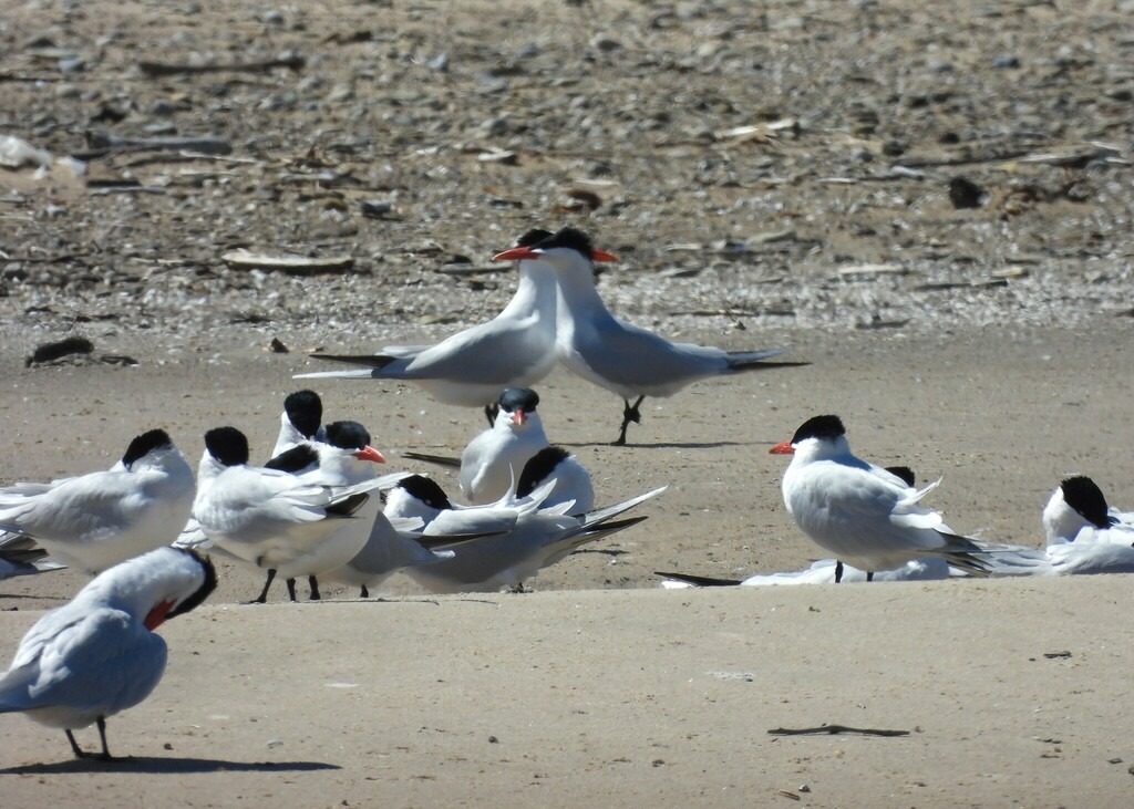 Caspian Tern from Berrien County, MI, USA on April 6, 2024 at 01:55 PM ...