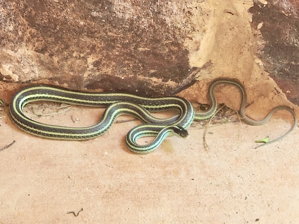 Western Ribbon Snake from Hallsville, TX, US on April 6, 2024 at 01:23 ...