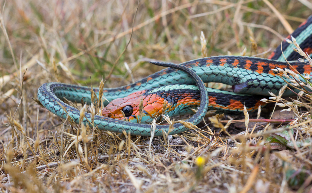 California Red-sided Garter Snake (Thamnophis sirtalis infernalis ...
