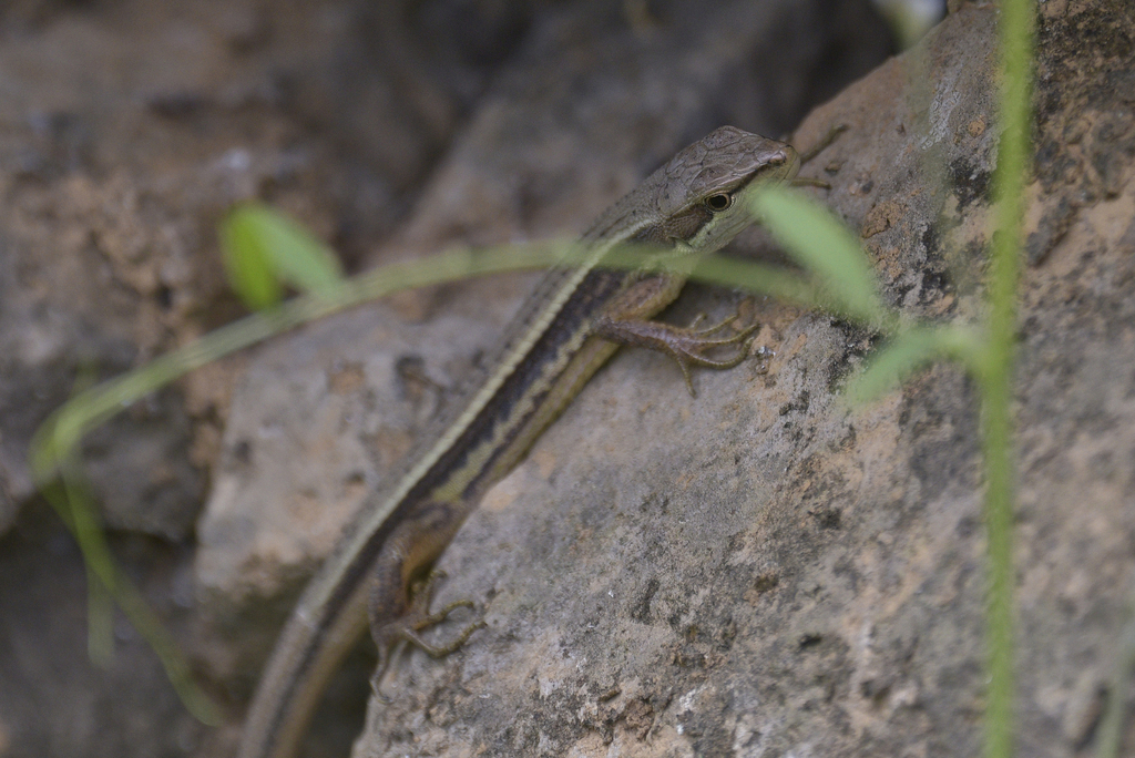 China Grass Lizard from 中国安徽省池州市青阳县 on April 5, 2024 at 02:02 PM by 龙栩川 ...