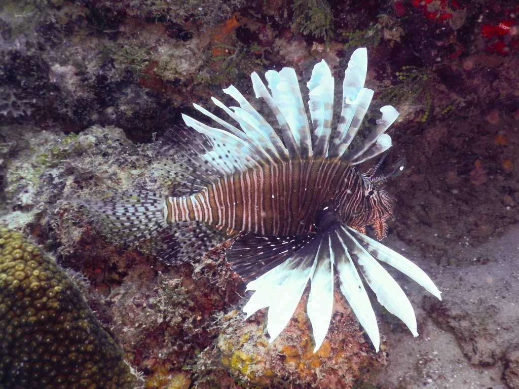 Common Lionfish from Grenada on April 6, 2024 at 09:10 AM by Charlotte ...