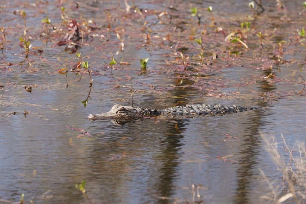 American Alligator from Eufaula National Wildlife Refuge - Kennedy Unit ...