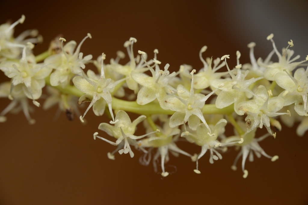 Basella Family (Basellaceae) - Botanical Realm