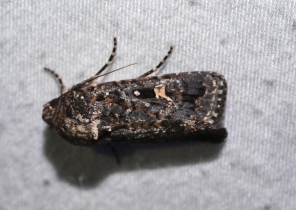 Proteuxoa marginalis from Wingan Inlet Campground & Boat Ramp, W Wingan ...