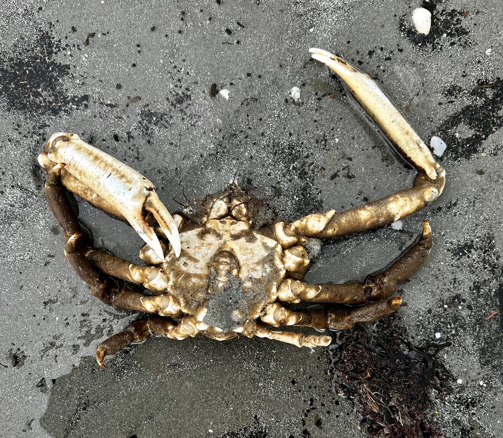 Portly Spider Crab from Nahant Bay, Nahant, MA, US on April 6, 2024 at ...