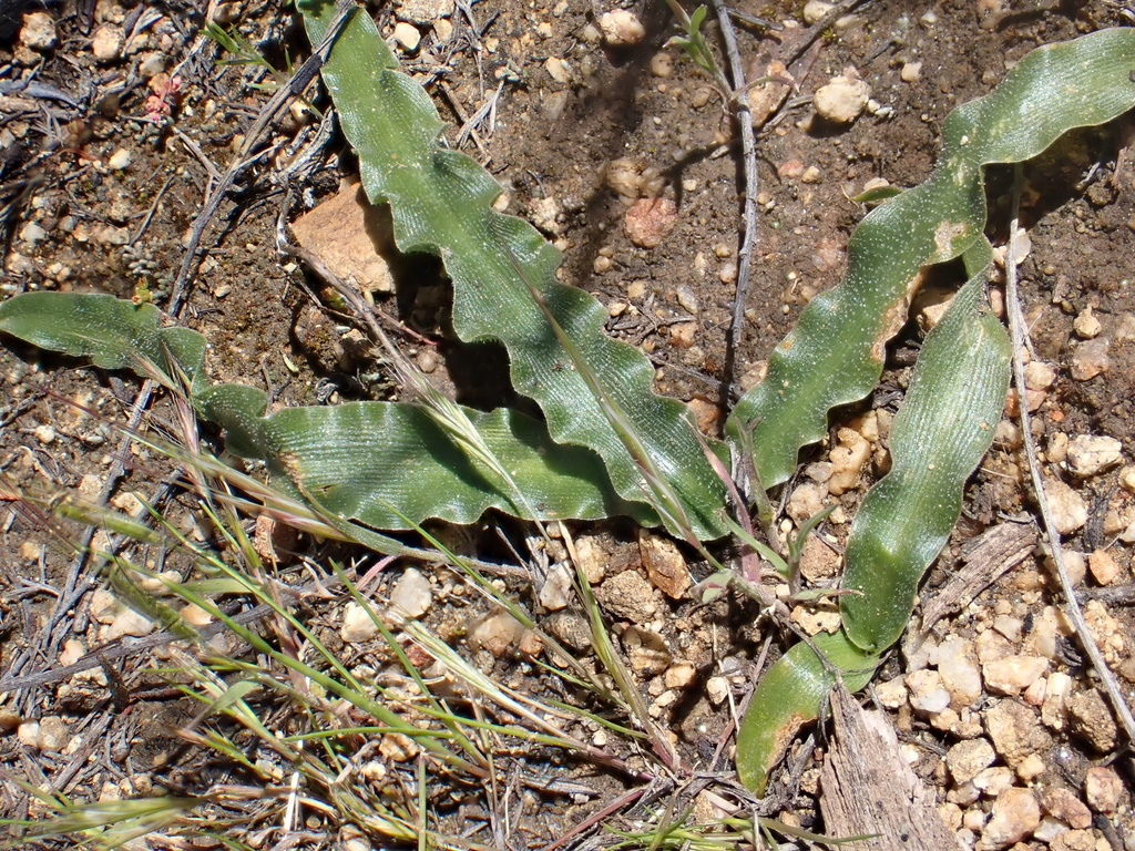 small-flowered soaproot from Agua Tibia Wilderness, Temecula, CA, US on ...