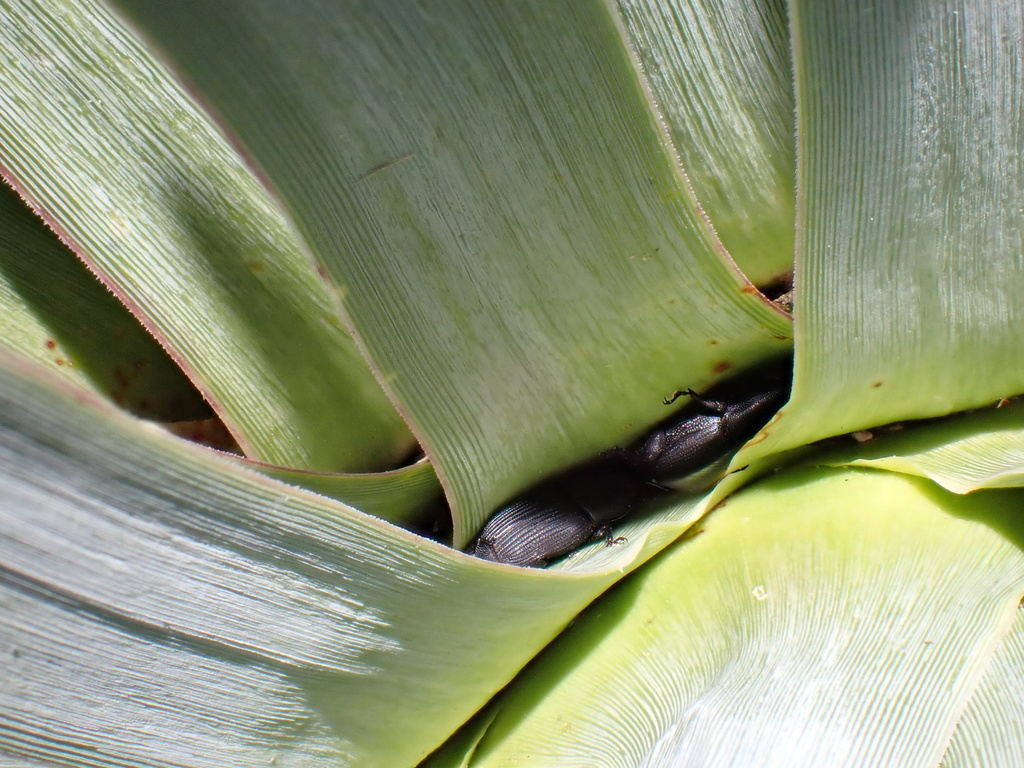 Yucca Weevil from Agua Tibia Wilderness, Temecula, CA, US on April 6 ...