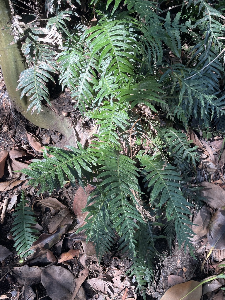 Rasp Ferns in April 2024 by Alex Pintsen JIN · iNaturalist
