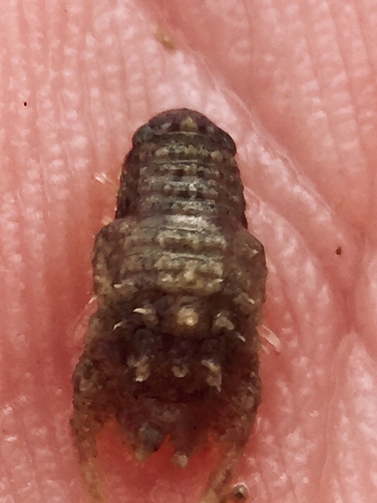 Sponge Isopod from Auckland, New Zealand on April 7, 2024 at 12:38 PM ...