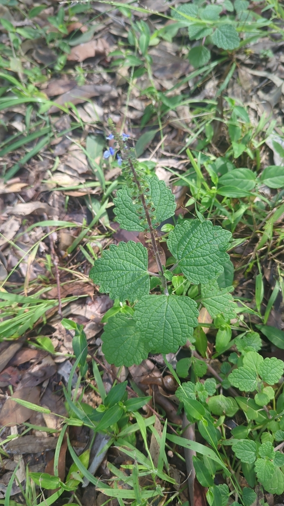 little spurflower from Forster on April 7, 2024 at 02:02 PM by Sammy ...