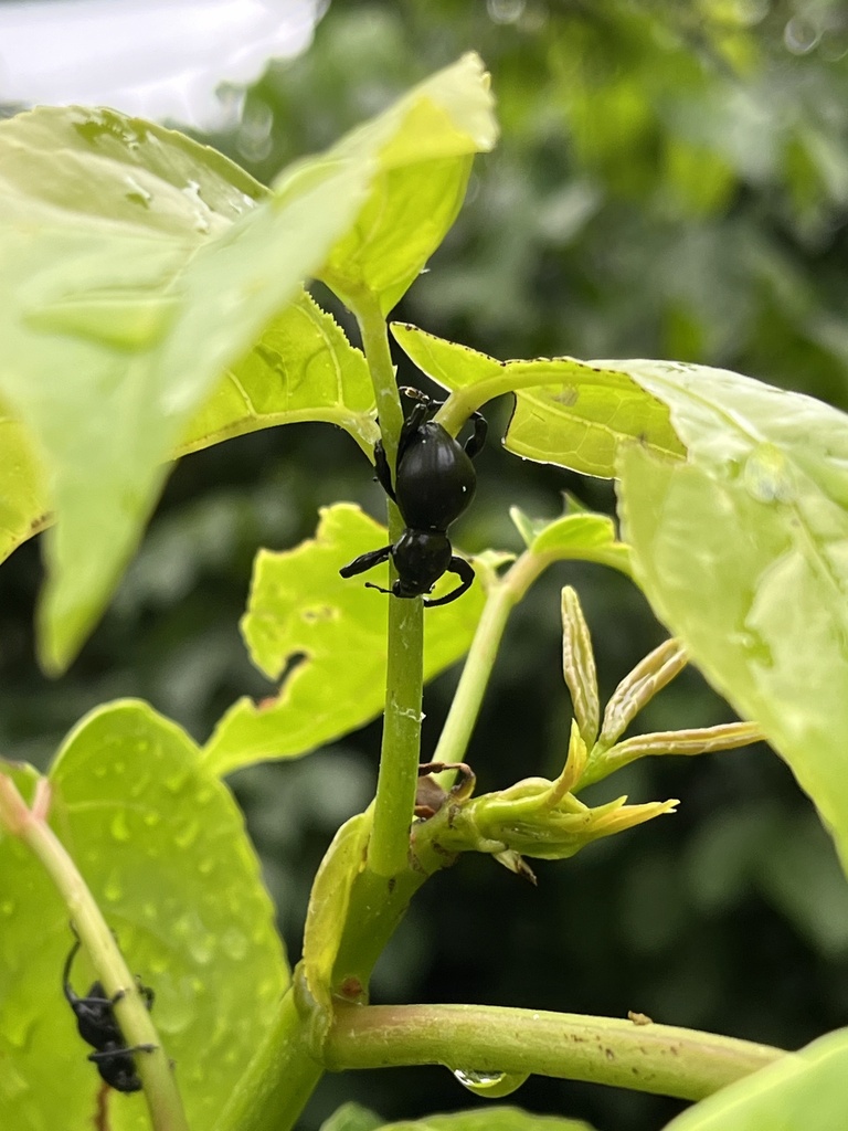 Pachyrhynchus infernalis in April 2024 by Nakatada Wachi · iNaturalist