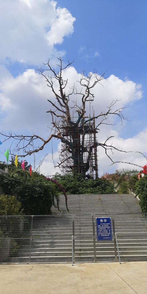 Upas tree from Danzhou, Hainan, China on October 2, 2023 at 11:29 AM by ...