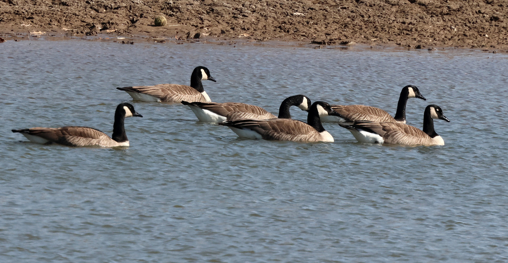Canada Goose in February 2024 by Ron Goetz · iNaturalist