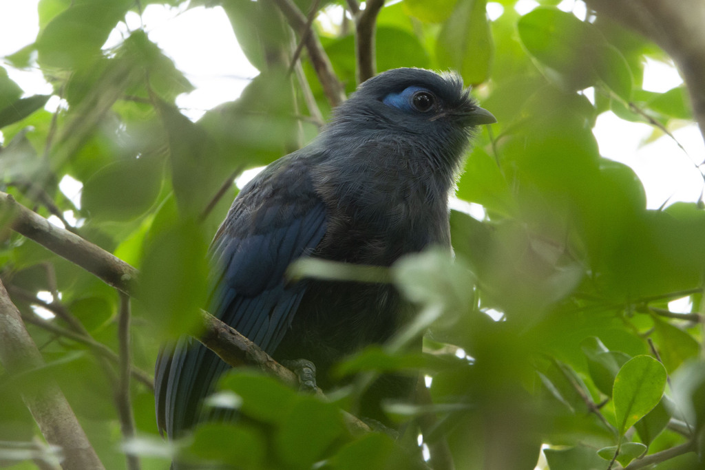 Blue Coua from Дистрих д'Ифанадьяна, Мадагаскар on February 4, 2024 at ...