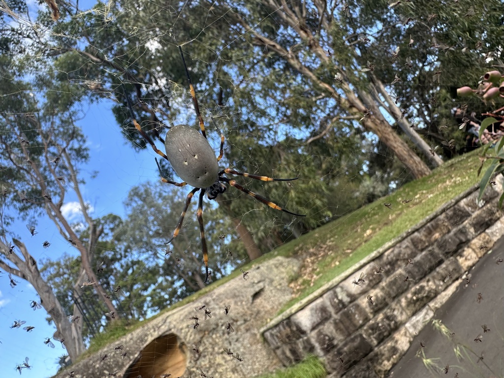 Tiger Spider from The Royal Botanic Gardens, Sydney, NSW, AU on April 7 ...
