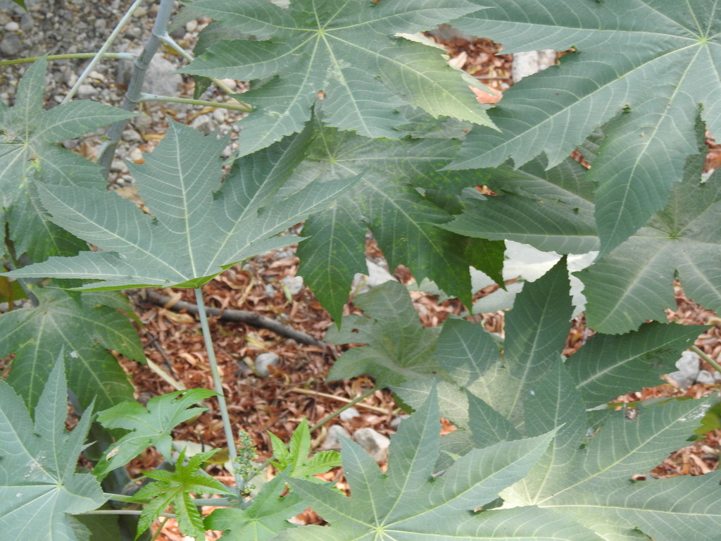 castor bean from Parque del Oriente, Tuxtla Gutiérrez on April 27, 2019 ...