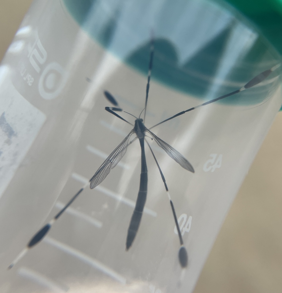 Eastern Phantom Crane Fly from Davy Crockett National Forest, Kennard ...