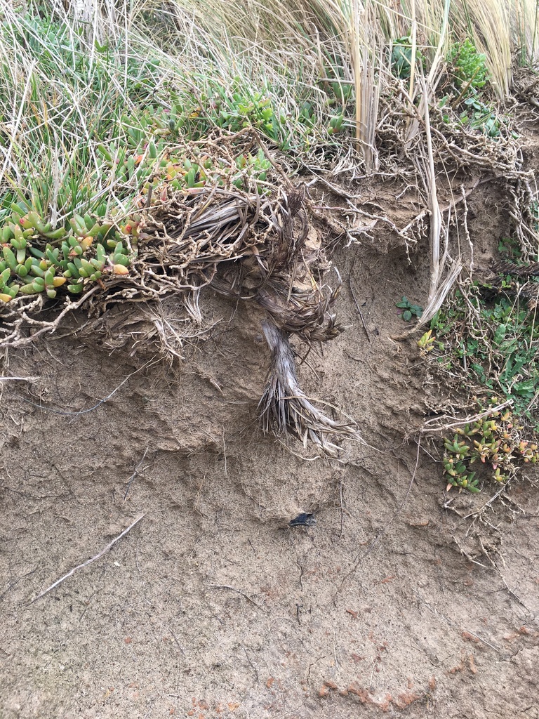 Pingao from Sandymount 9077, New Zealand on April 5, 2024 at 01:04 PM ...