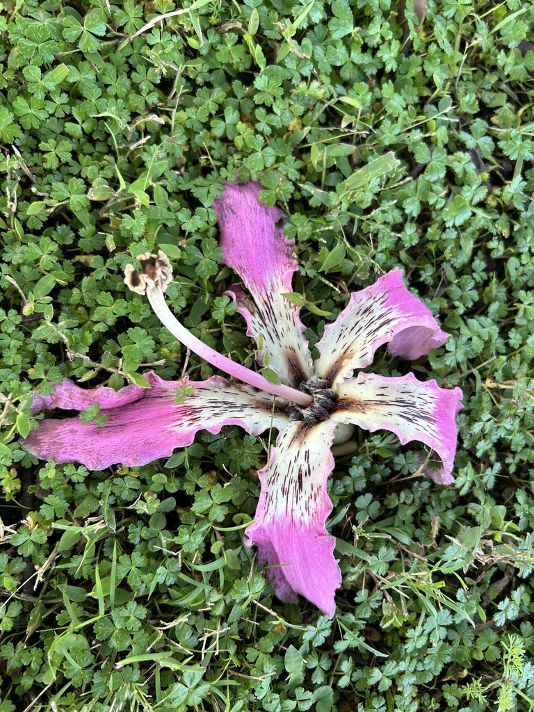 Silk floss tree from Bellingen Golf Club, Bellingen, NSW, AU on April 7 ...
