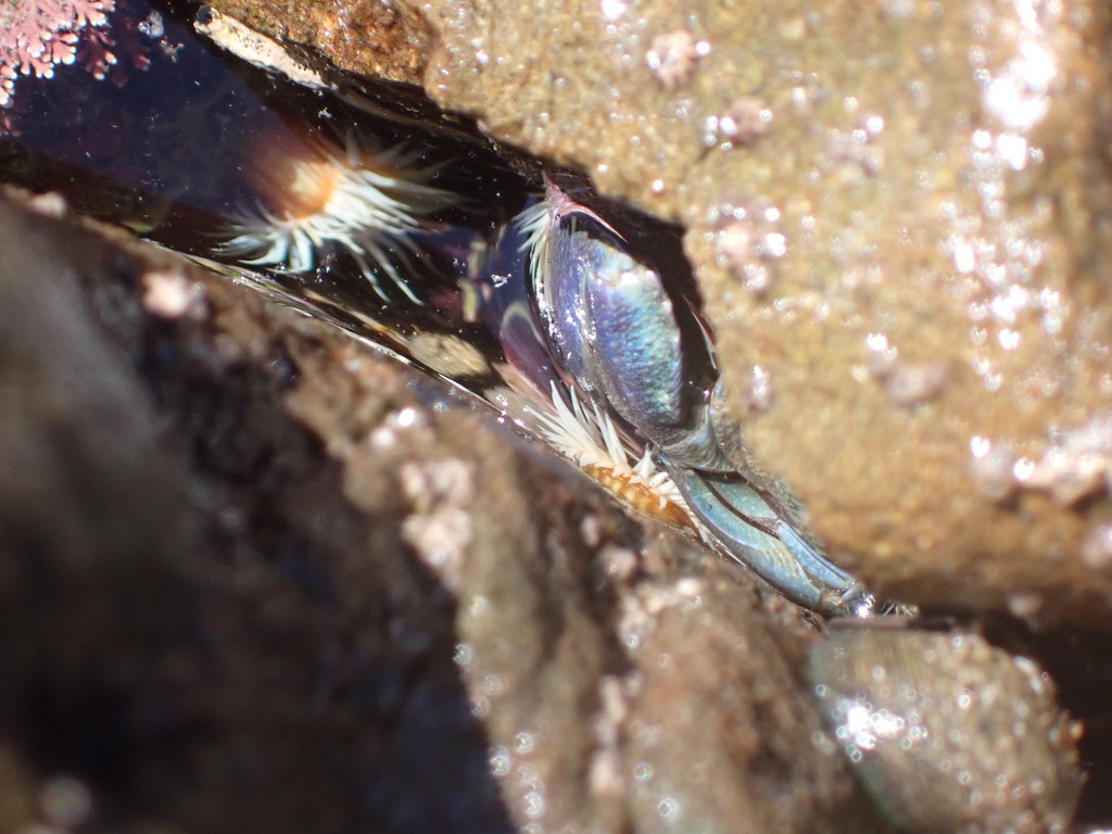 New Zealand Half Crab from Wellington, New Zealand on April 7, 2024 at ...
