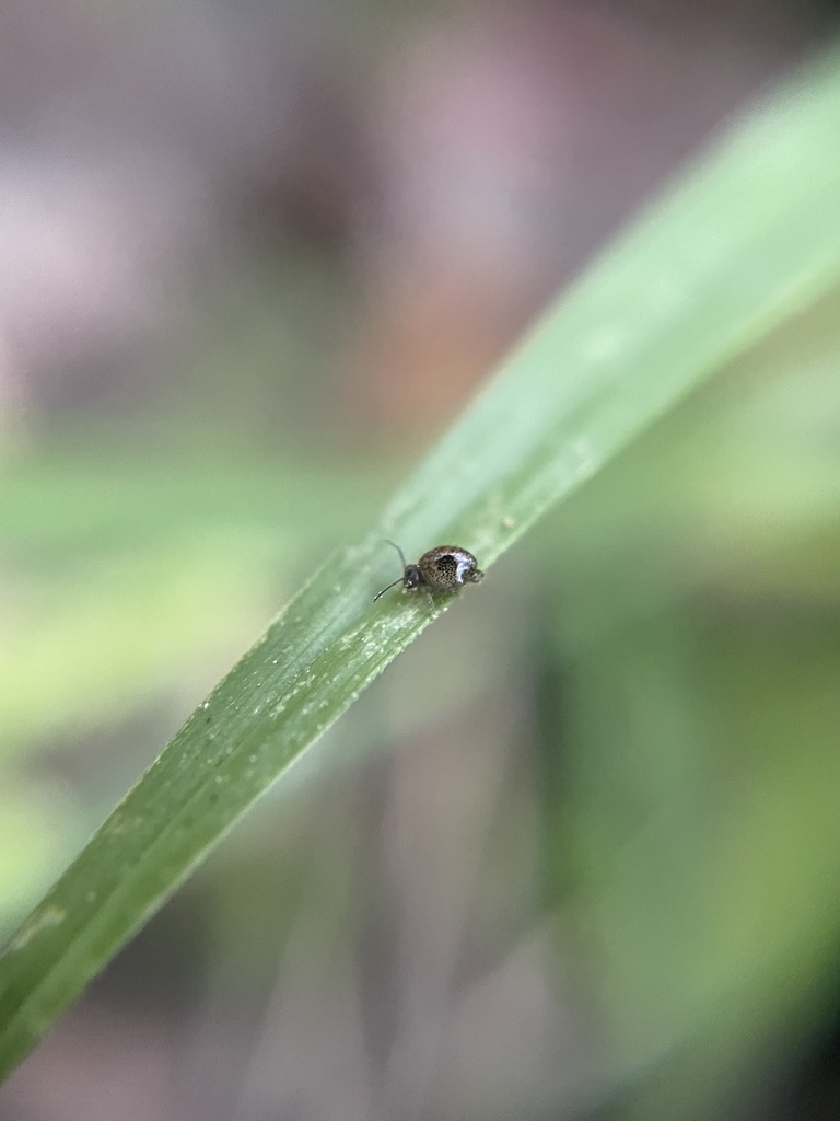 Globular Springtails in April 2024 by northerly · iNaturalist