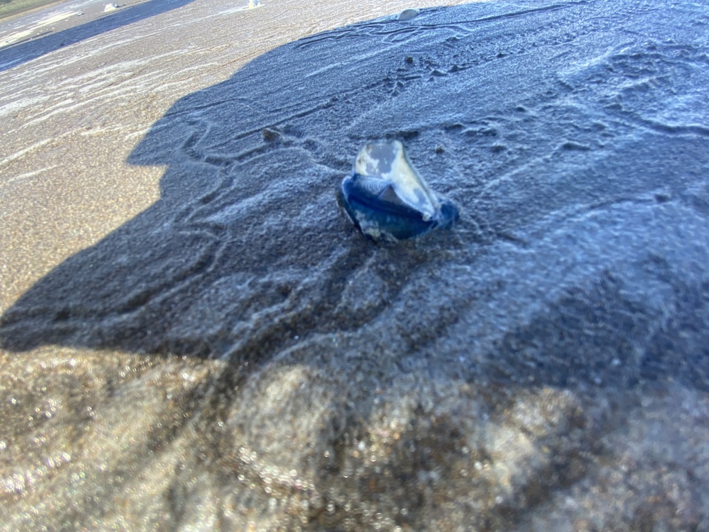 By-the-wind Sailor from Tasman Sea, Rodney Ward, Auckland, NZ on March ...