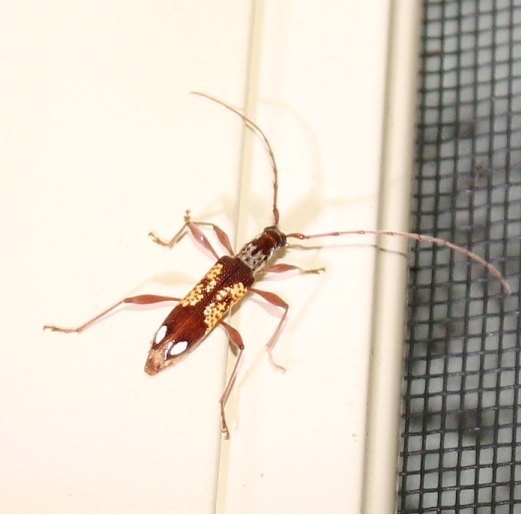 Coptocercus biguttatus from Smiths Lake NSW 2428, Australia on April 6, 2024 at 11:11 PM by Dr ...