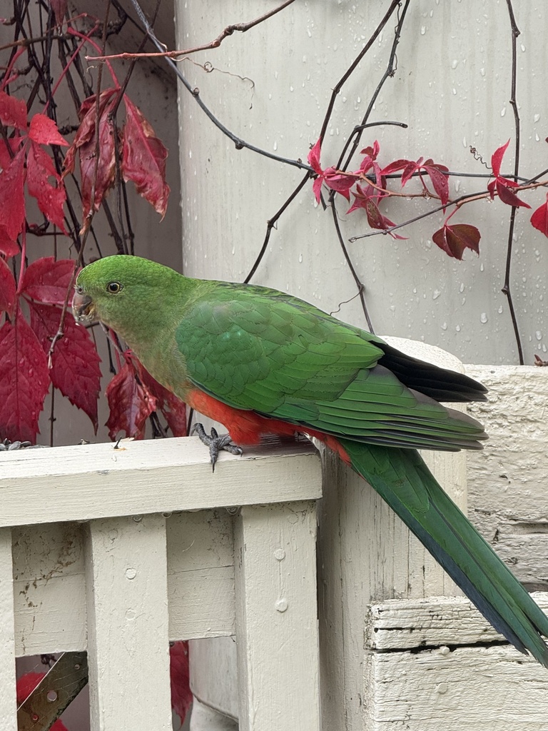 Australian King-Parrot from Wellington Rd, Belgrave South, VIC, AU on ...