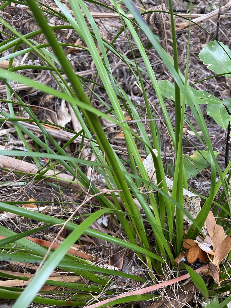 variable sword-sedge from Aotea Conservation Park, Great Barrier Island ...