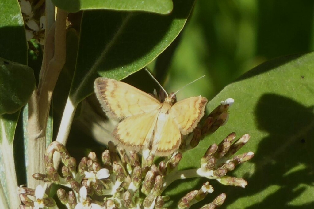Asaphodes abrogata from Waikouaiti, New Zealand on April 2, 2024 at 03: ...