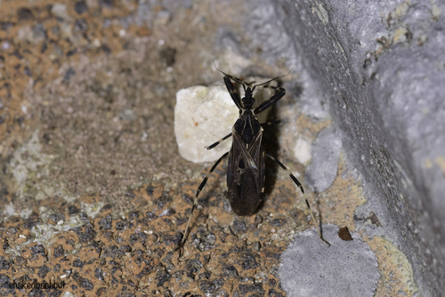 Oncocephalus pennatulus · iNaturalist