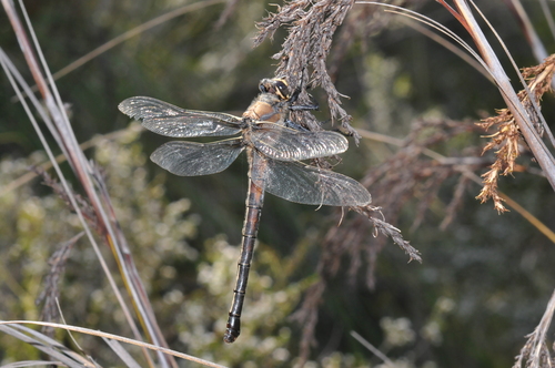 Western Petaltail (Petalura hesperia) · iNaturalist United Kingdom