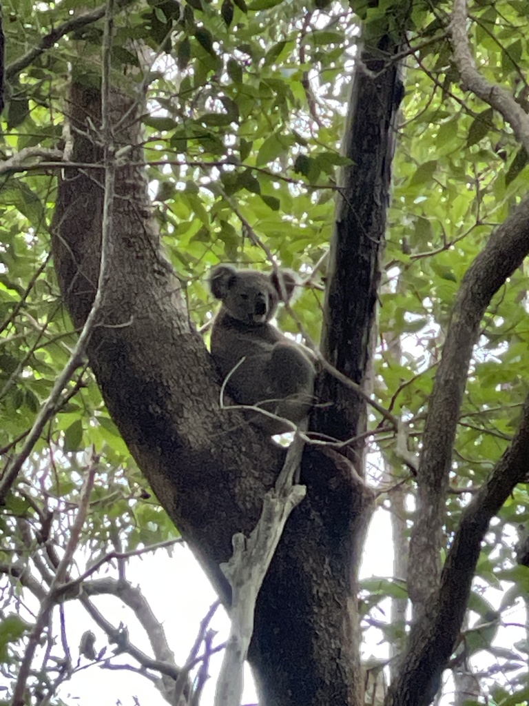 Koala from Southeast Outer Brisbane, Mount Gravatt, QLD, AU on April 7 ...