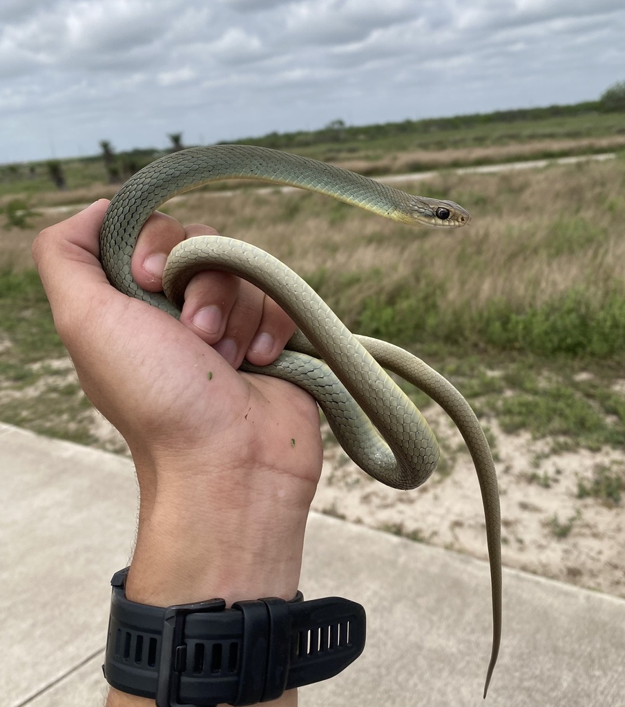 Mexican Racer from Palo Alto Battlefield National Historical Park ...