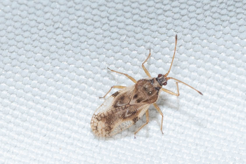 Metasalis populi from 中国北京市昌平区沙河水库 on March 30, 2024 at 10:55 AM by JL ...