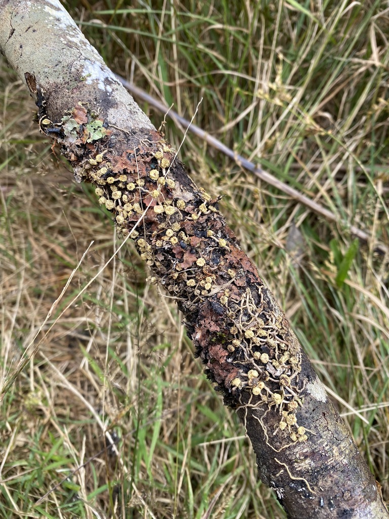 Pygmy Tree Orchid from Dome Valley, New Zealand on February 5, 2024 at ...