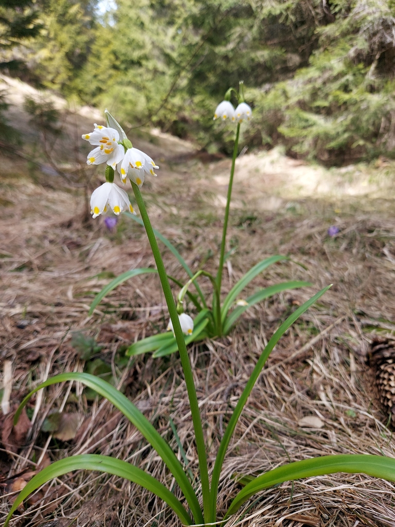 snowflakes from Margau, Romania on April 1, 2024 at 01:33 PM by annuc ...