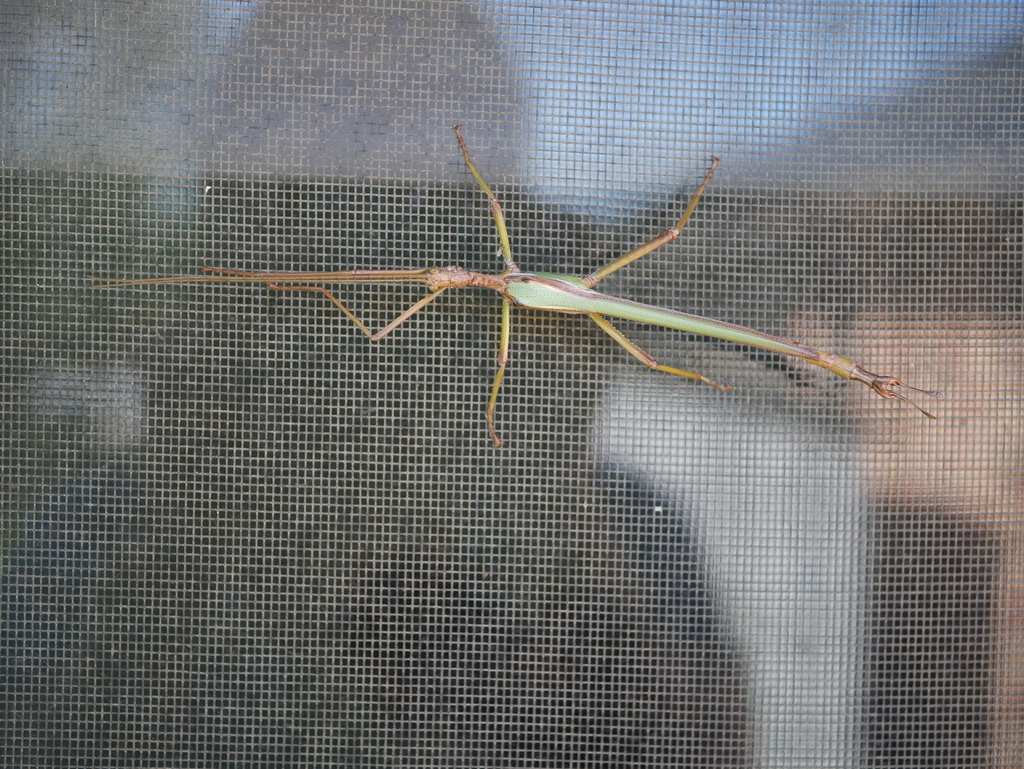 Red-winged Stick Insect in January 2024 by bushreader. 9cm body. Area ...