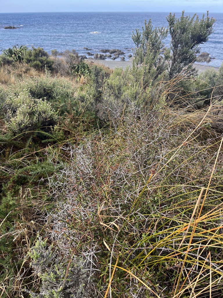 Matagouri from Te Kopahau Reserve, Wellington, Wellington, NZ on April ...