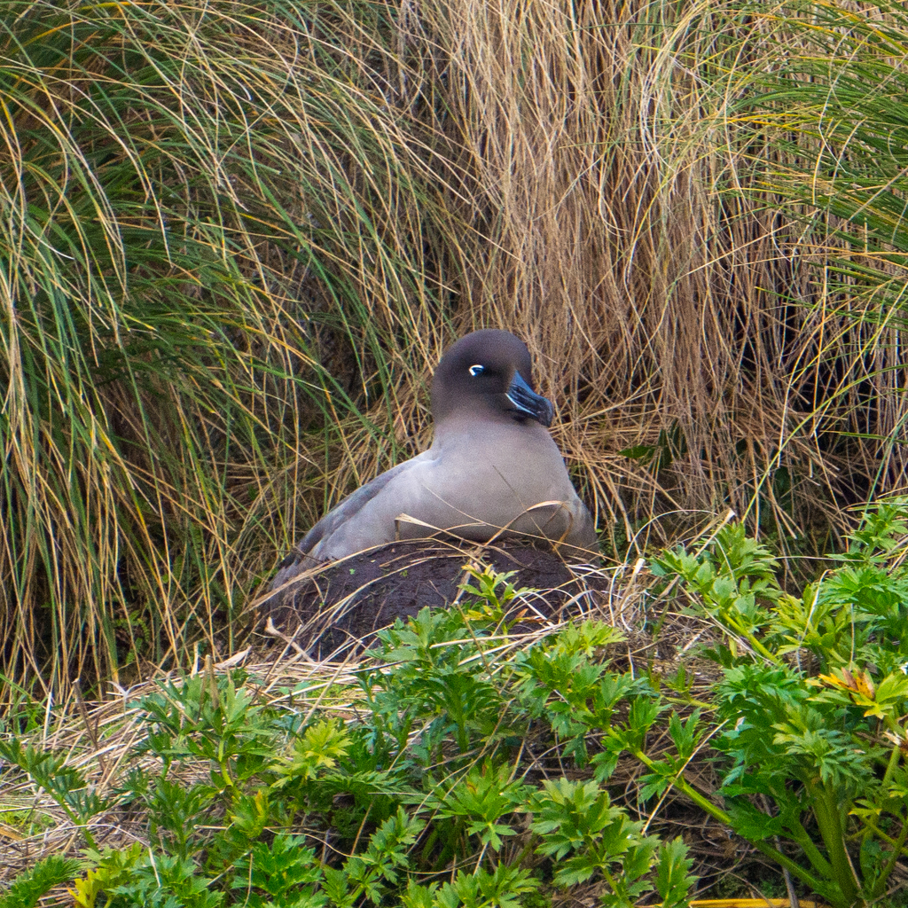 Light-mantled Albatross from Auckland Islands Nature Reserve, Auckland ...