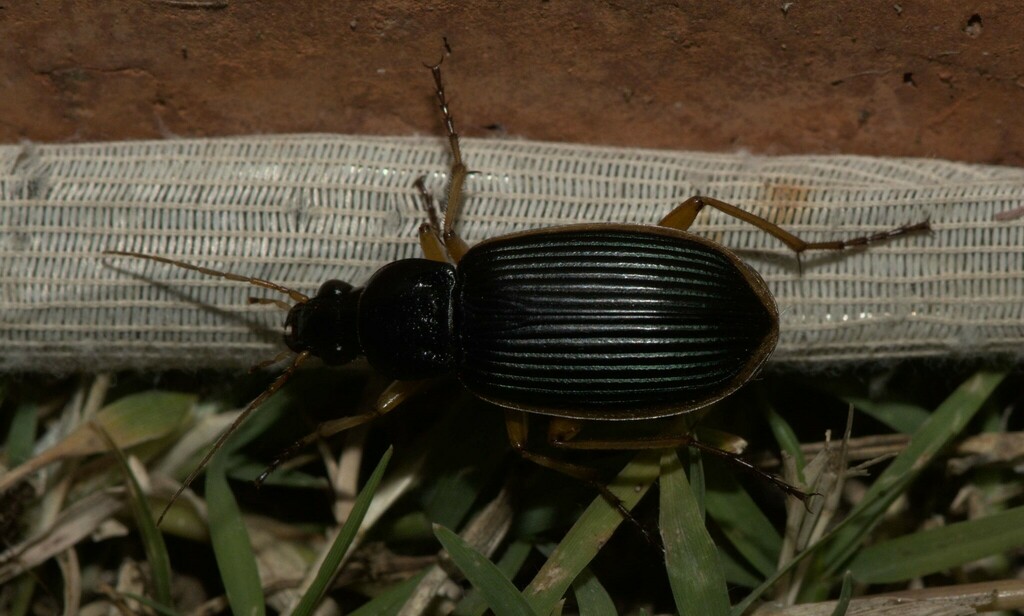 Vivid Metallic Ground Beetles from Wild Rescue Nature Reserve, Portion ...